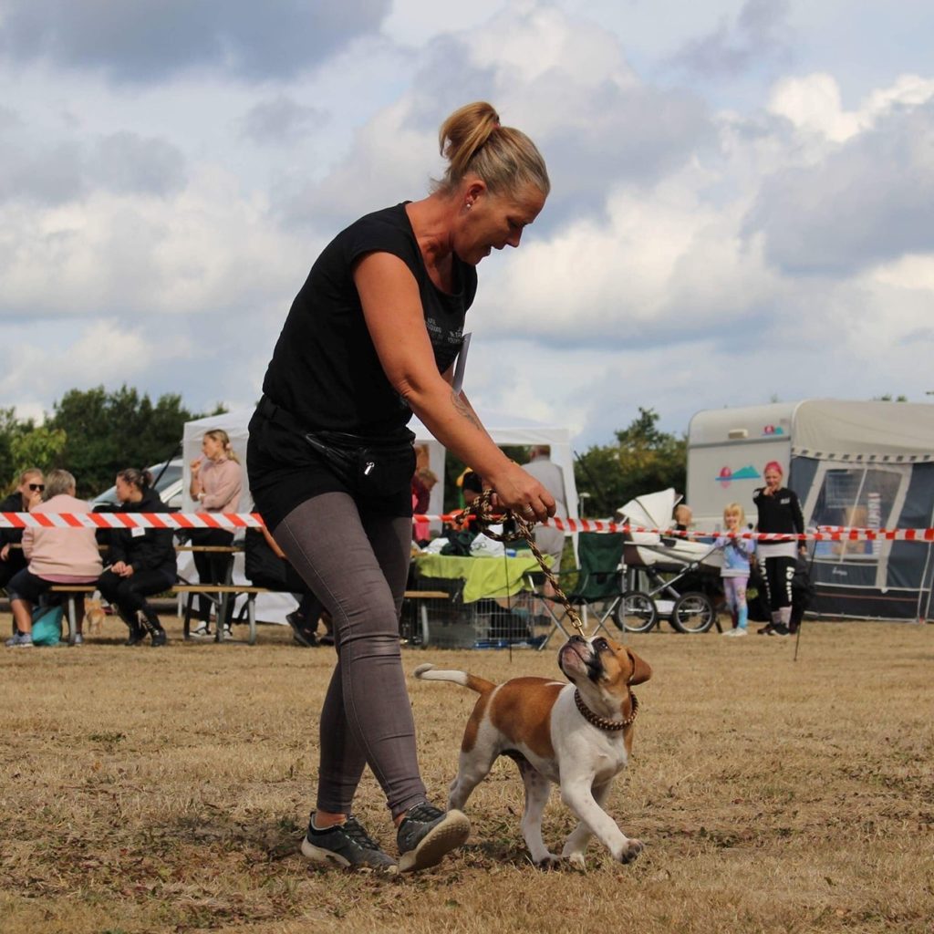 Til udstilling med Danish Bulldog Club og lidt om sunde bulldogs - Omlet DK