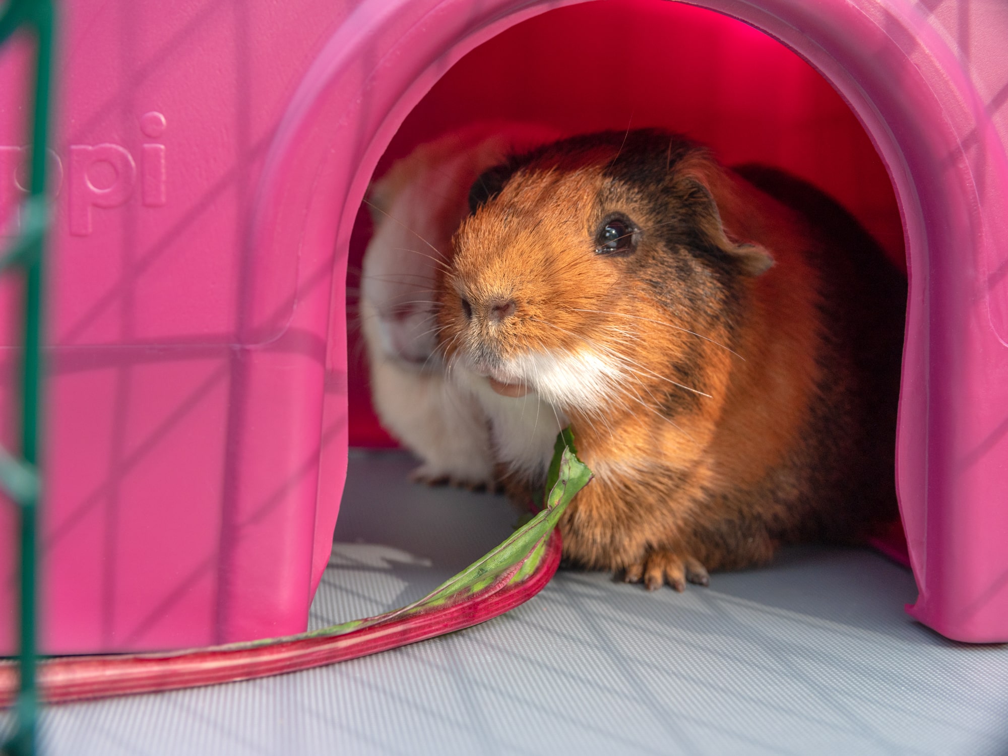 Hvorfor gemmer marsvin sig? - Omlet DK