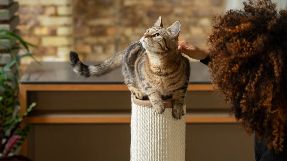 En nem guide til at forstå katteadfærd - Omlet DK